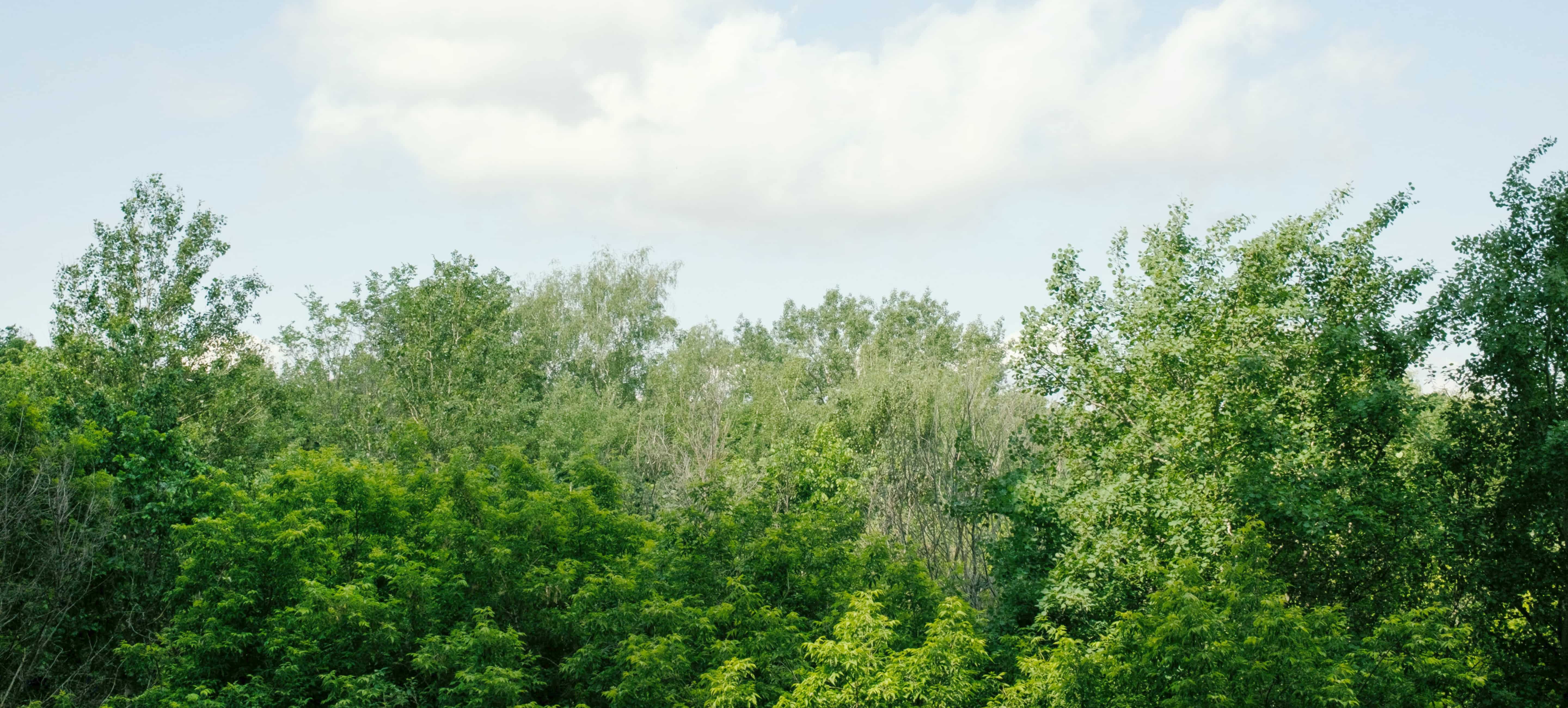 Vegetation Management
