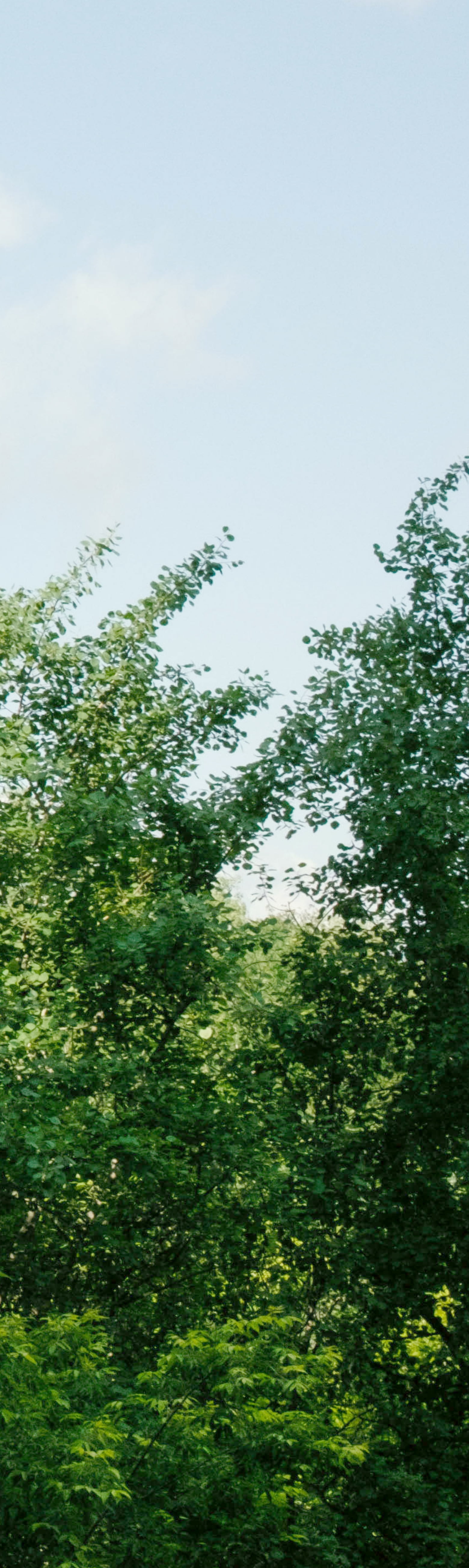 Vegetation Management